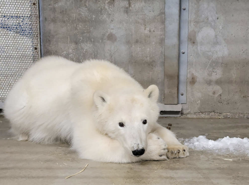 Orphaned polar bear cub rescued and transported to the Alaska Zoo